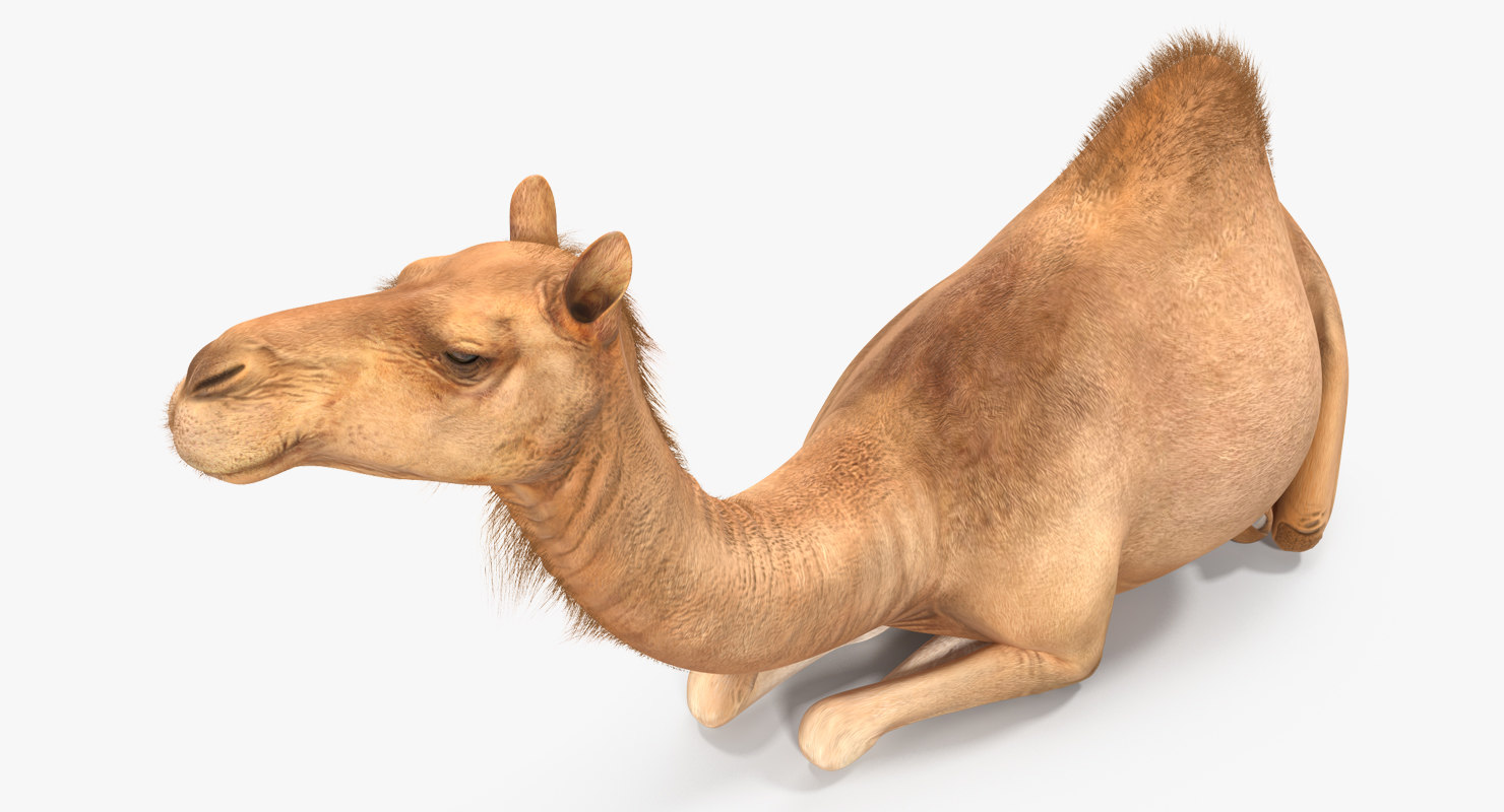 3d model camel sitting pose