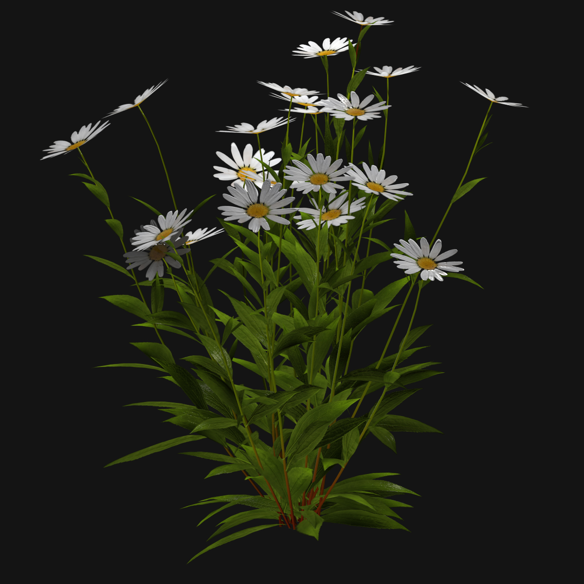 3d model daisy flowers