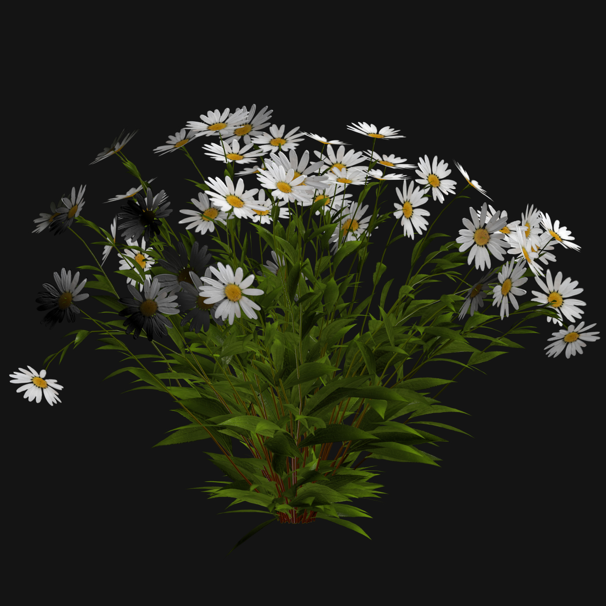 3d model daisy flowers