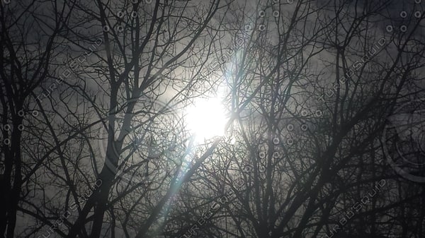 Stock JPEG sun branches sunshine