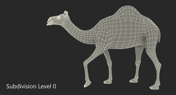 3d model camel rigged