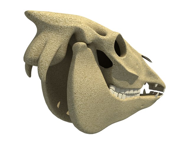 modelo 3d Cráneo de burro - TurboSquid 1125173
