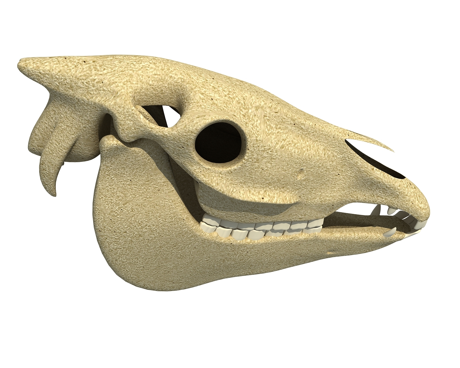 modelo 3d Cráneo de burro - TurboSquid 1125173