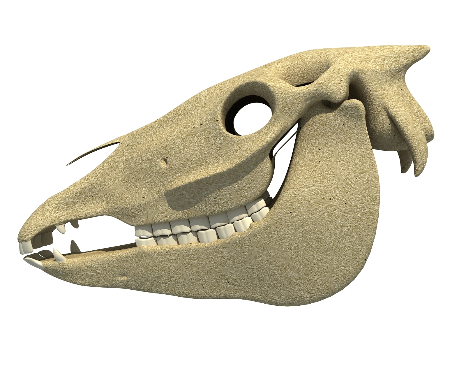 modelo 3d Cráneo de burro - TurboSquid 1125173