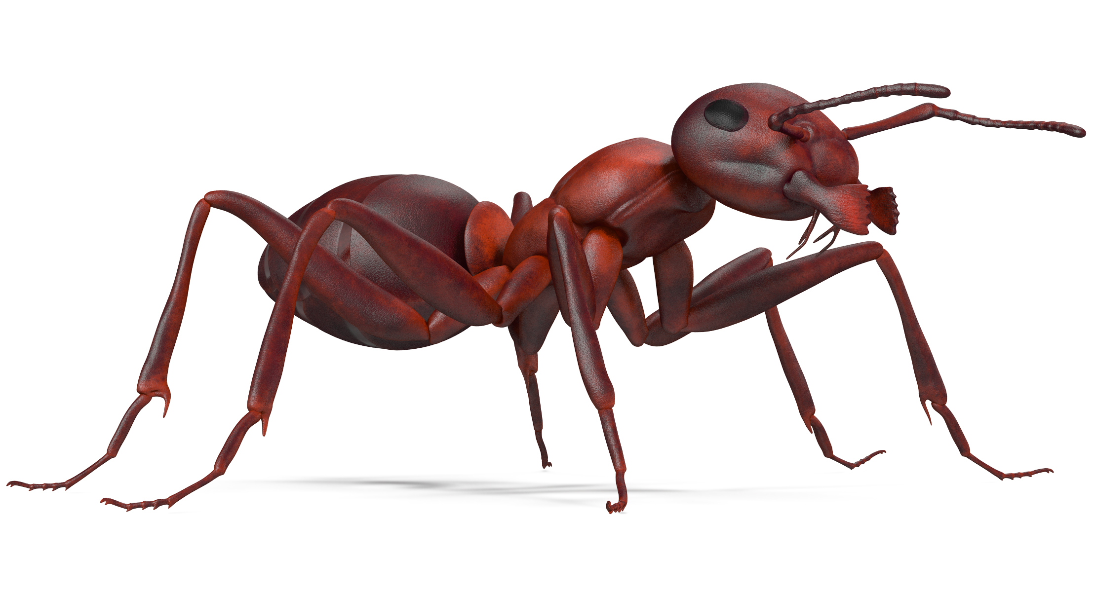 3d ant pose 3