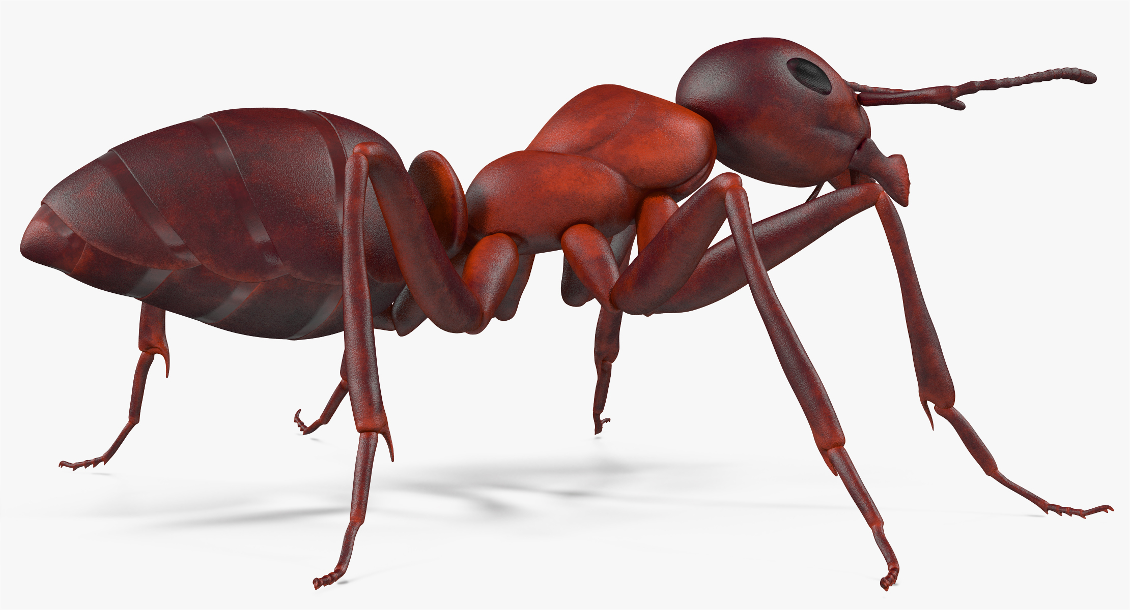 3d ant pose 3