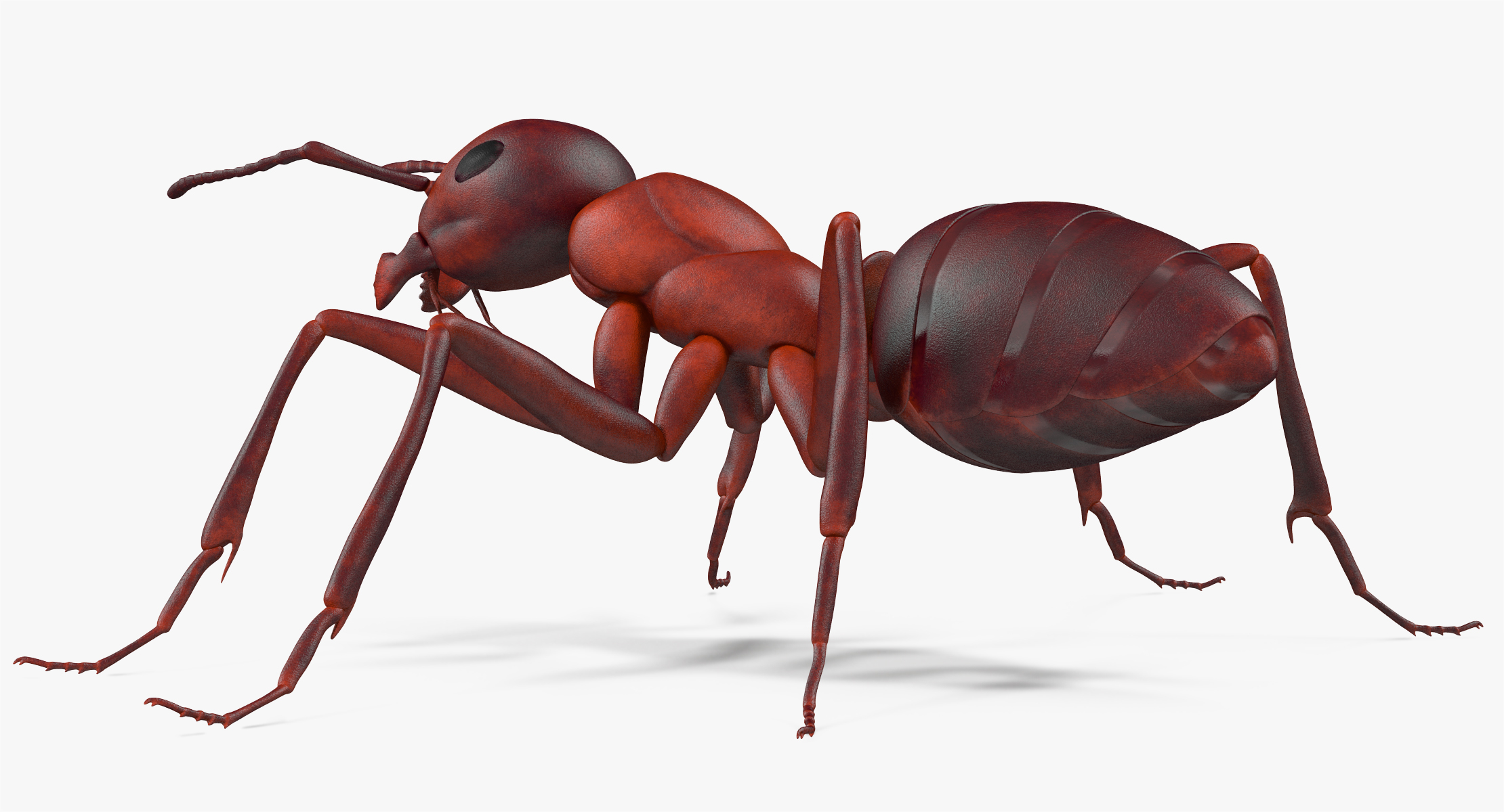 3d ant pose 3