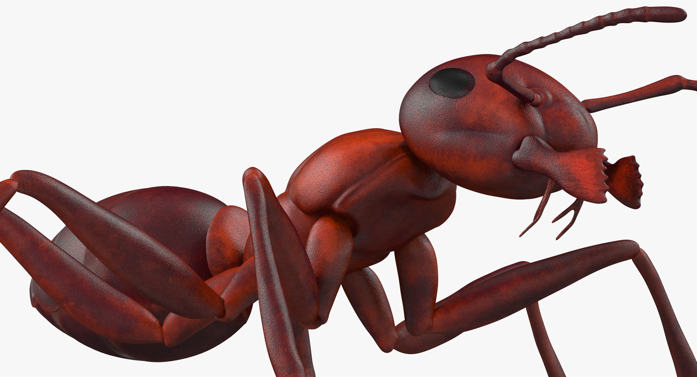 3d ant pose 3