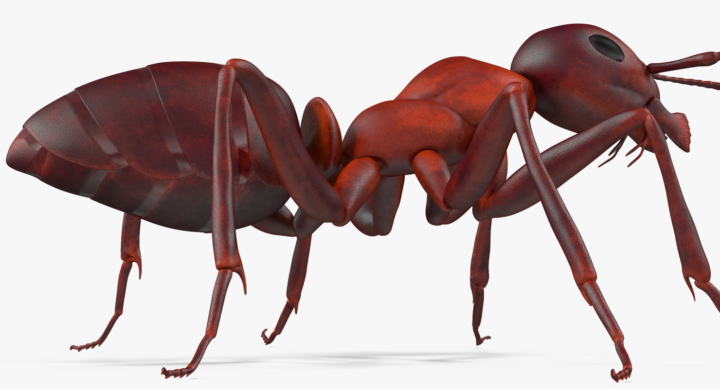 3d ant pose 3