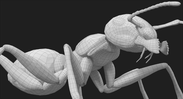 3d ant pose 3