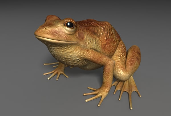 Toad 3D Models for Download | TurboSquid