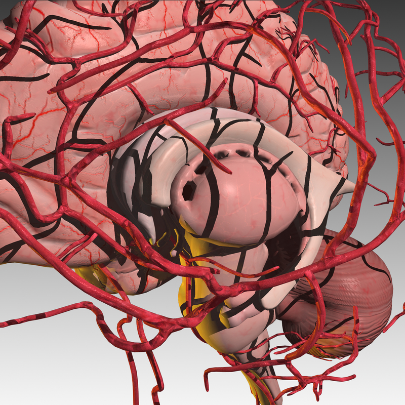 3d model human brain