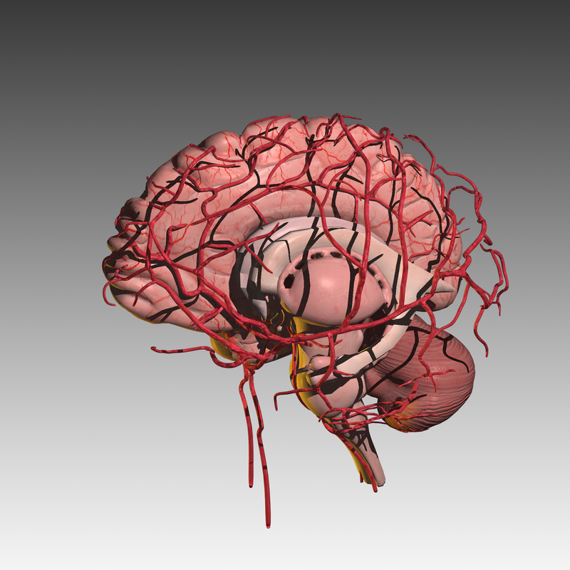 3d model human brain