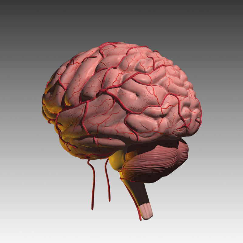 3d model human brain