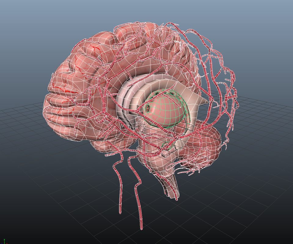 3d model human brain