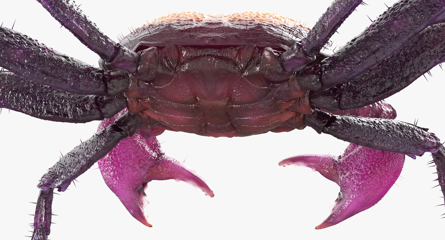 vampire crab geosesarma dennerle 3d x