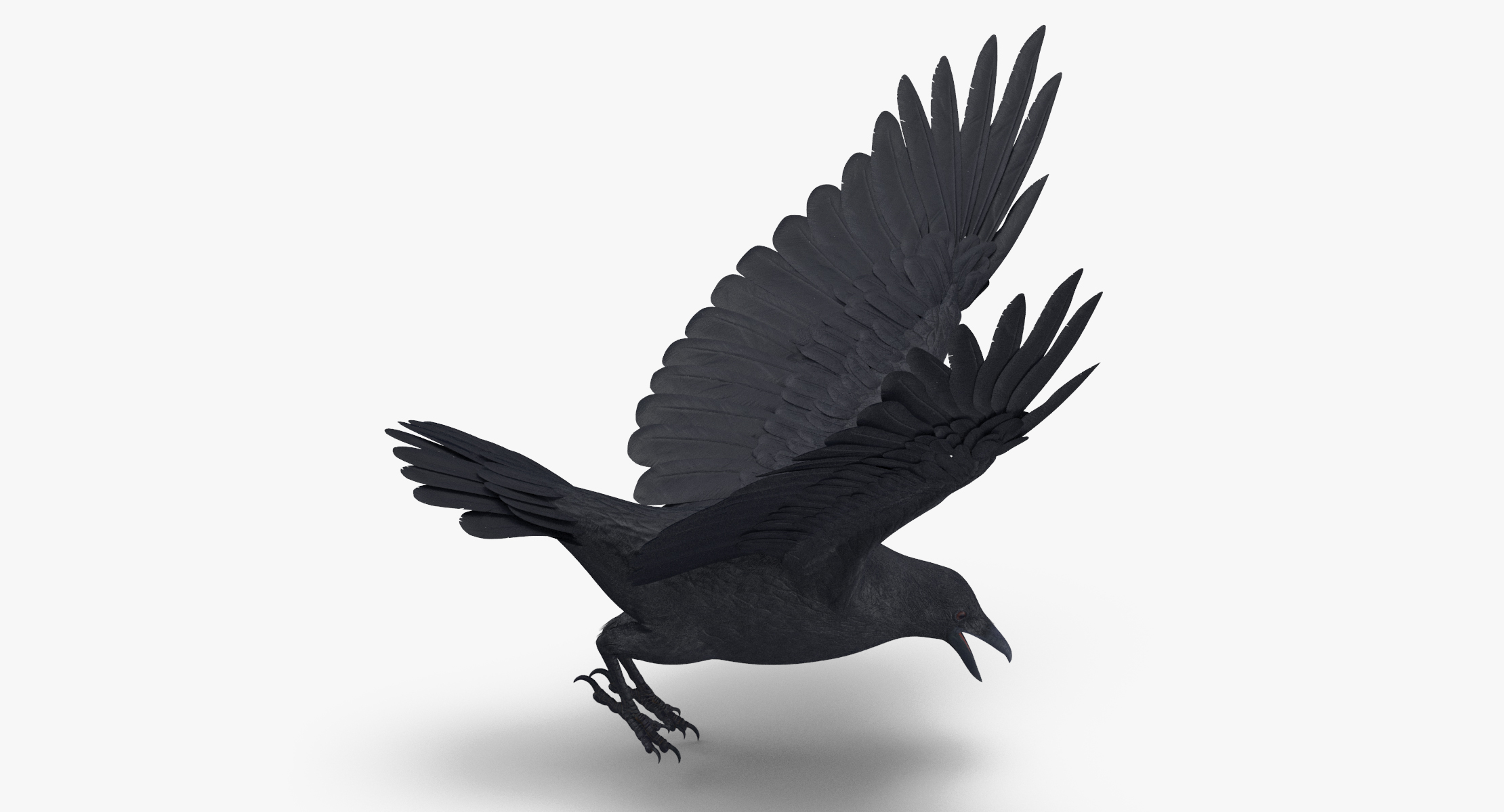 3d model crow 02