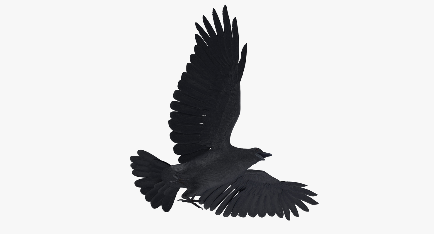 3d model crow 02