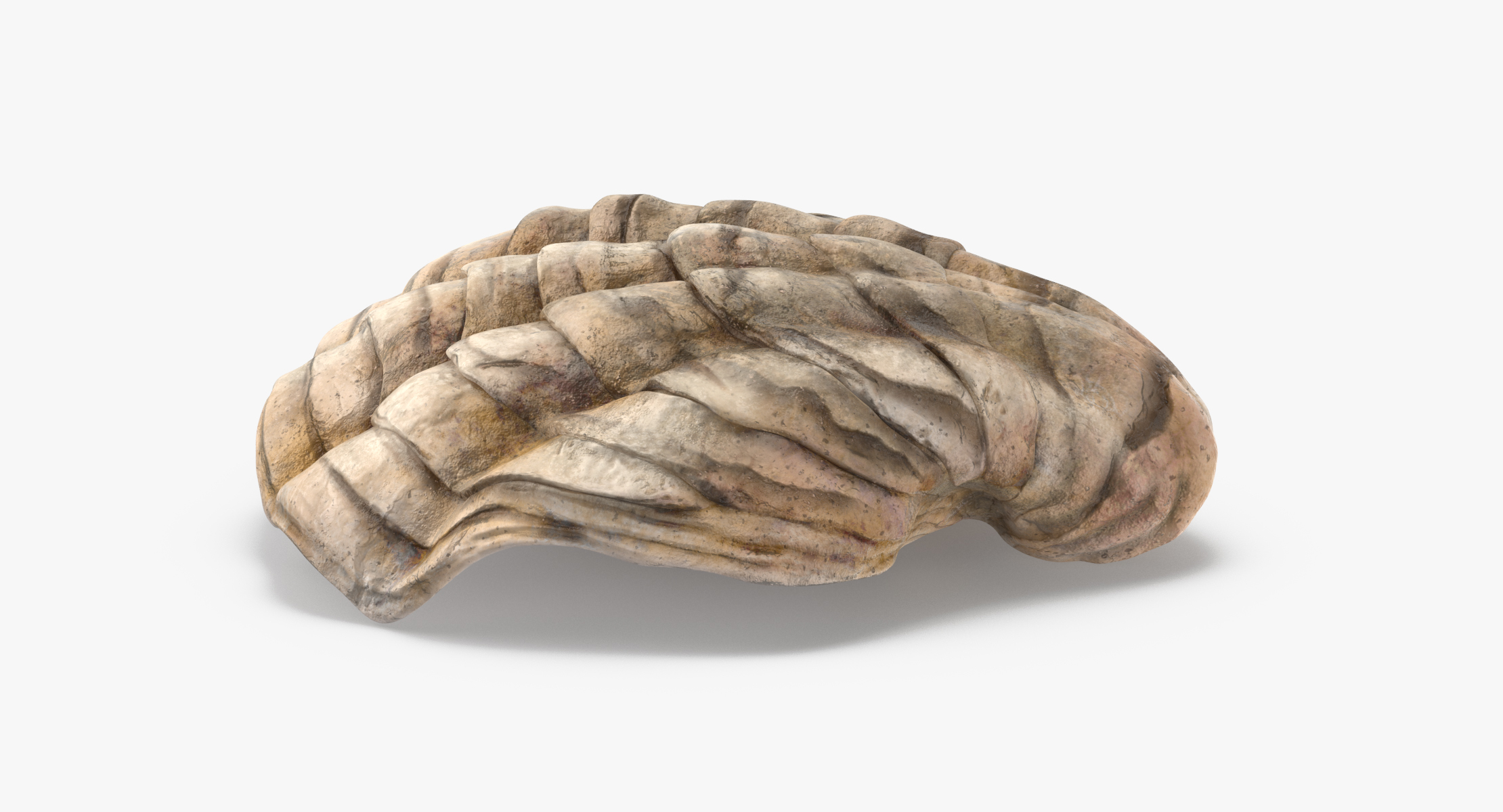 3d model of oyster shell 02