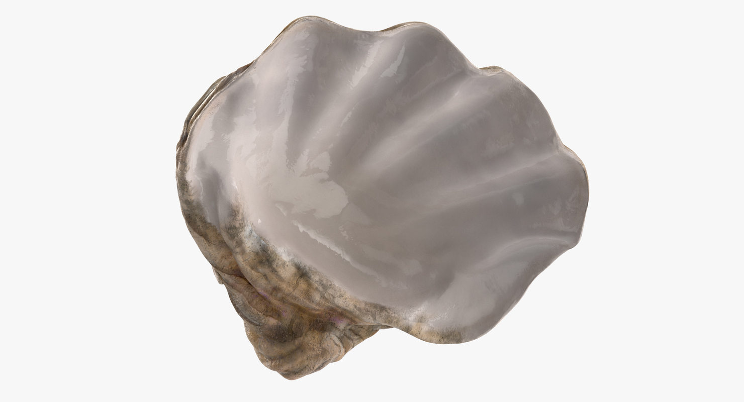 3d model of oyster shell 02