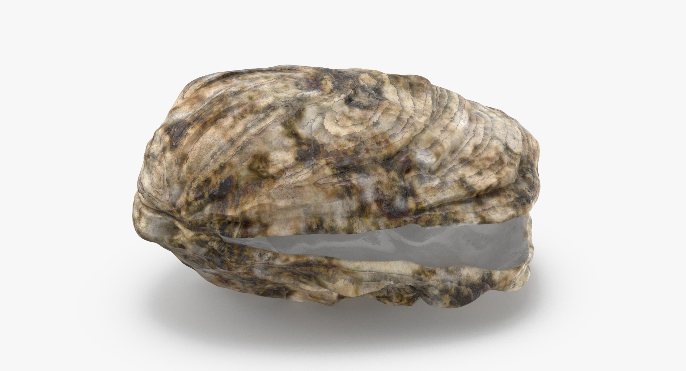 oyster shell 03 3d model