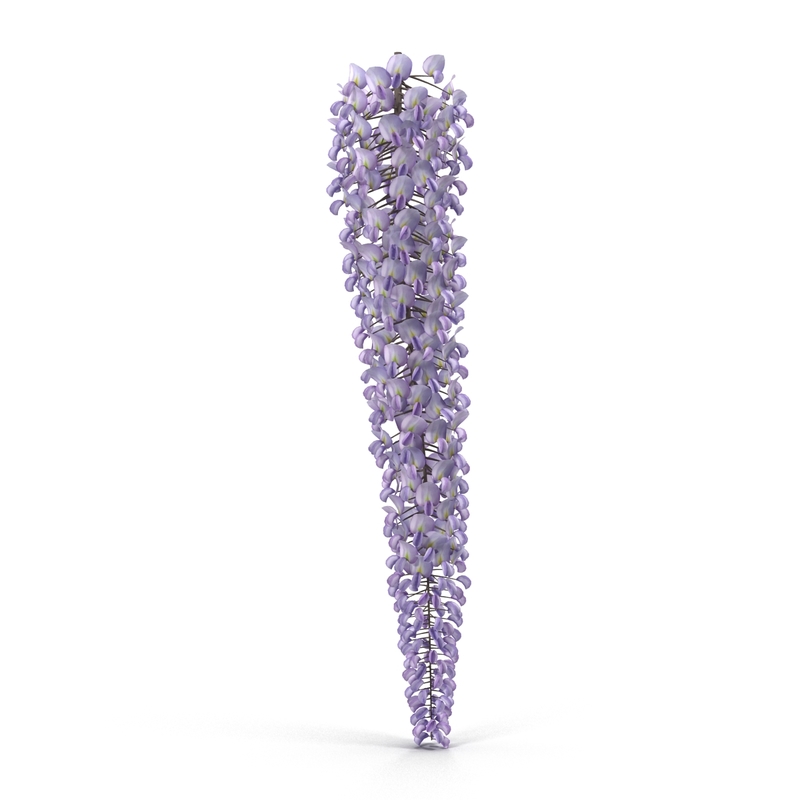 modèle 3D de Glycine - TurboSquid 1125523