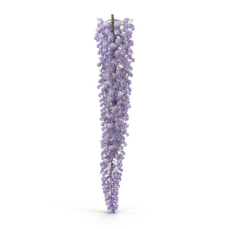 modèle 3D de Glycine - TurboSquid 1125523