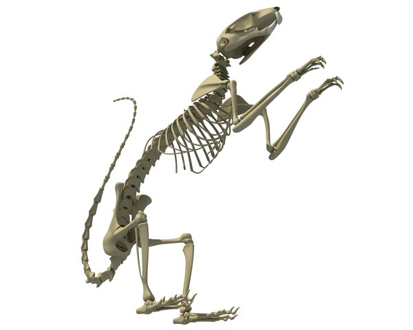 max squirrel skeleton
