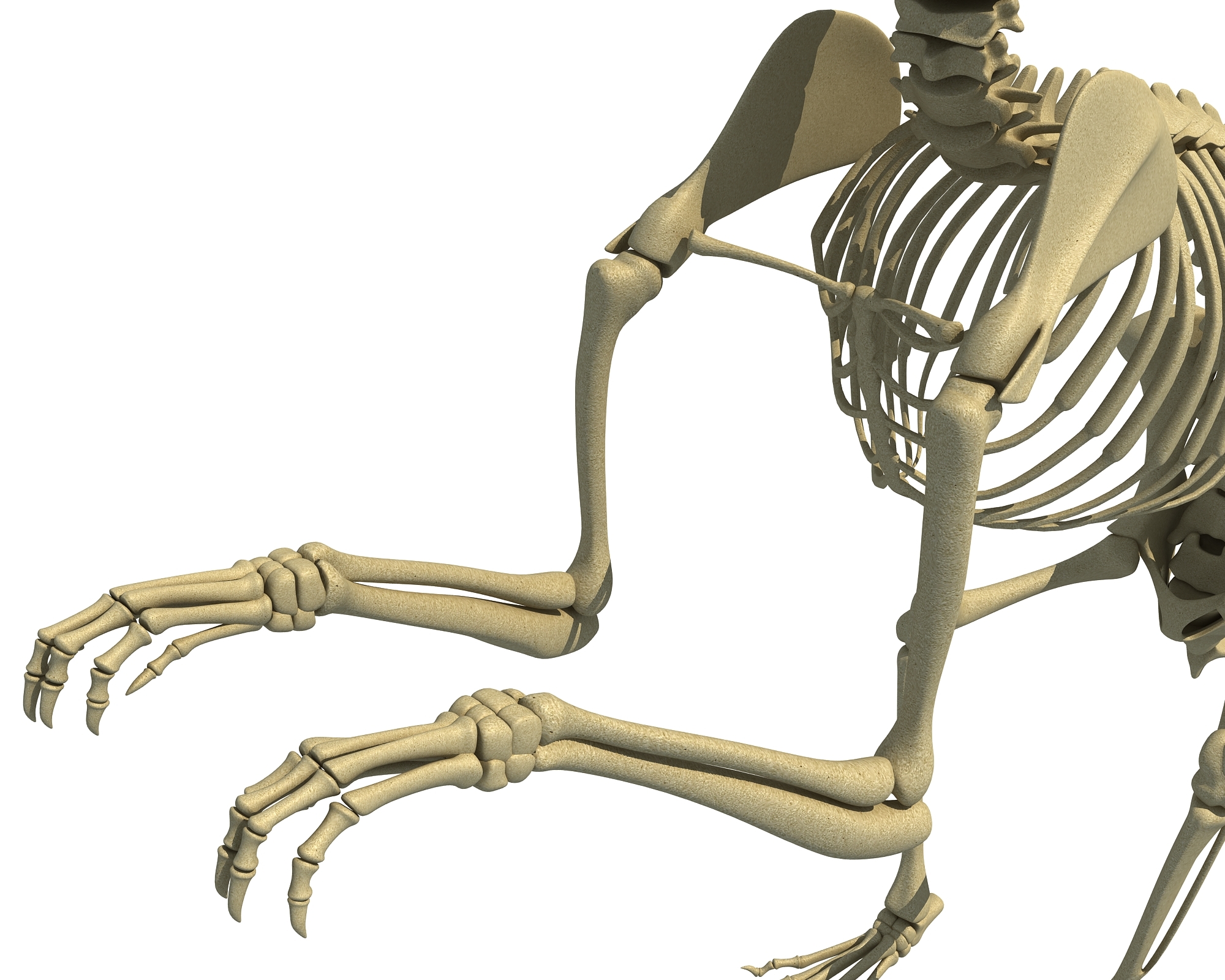 max squirrel skeleton