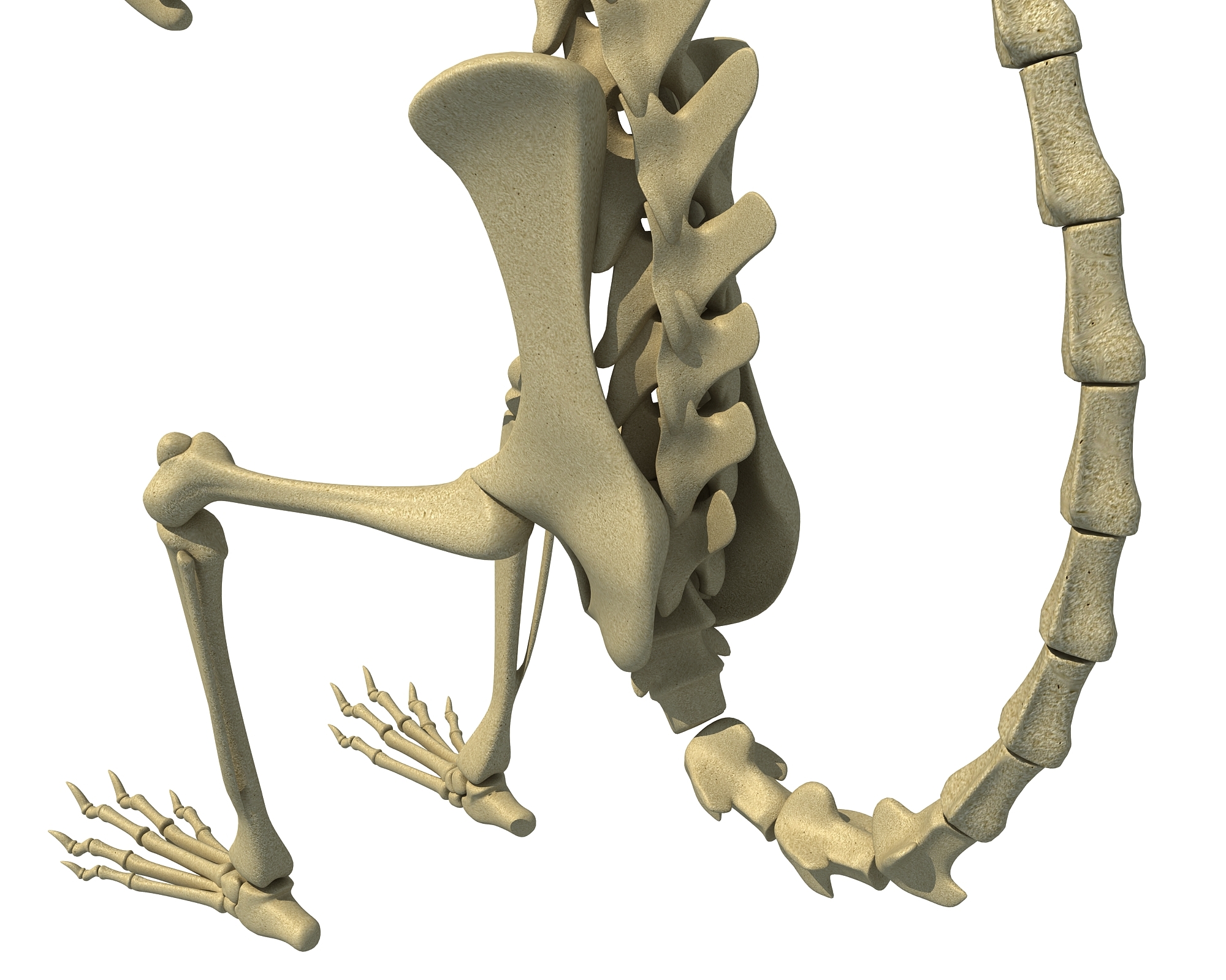 max squirrel skeleton