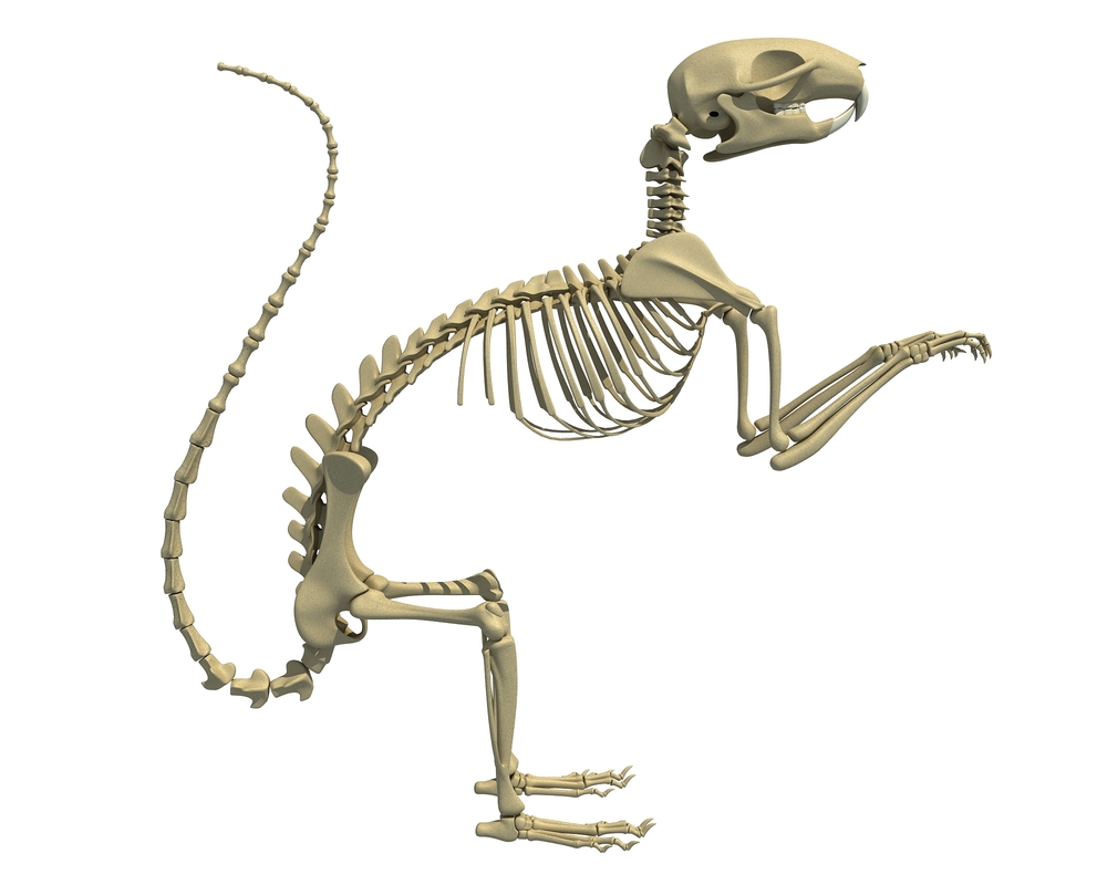 max squirrel skeleton