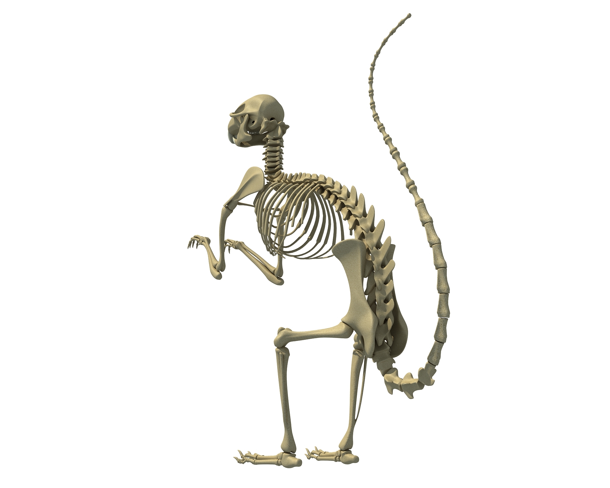 max squirrel skeleton