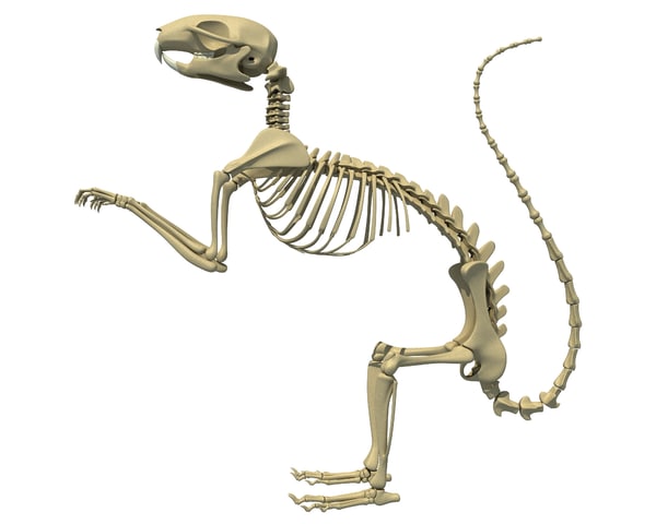 max squirrel skeleton