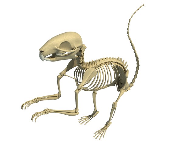max squirrel skeleton