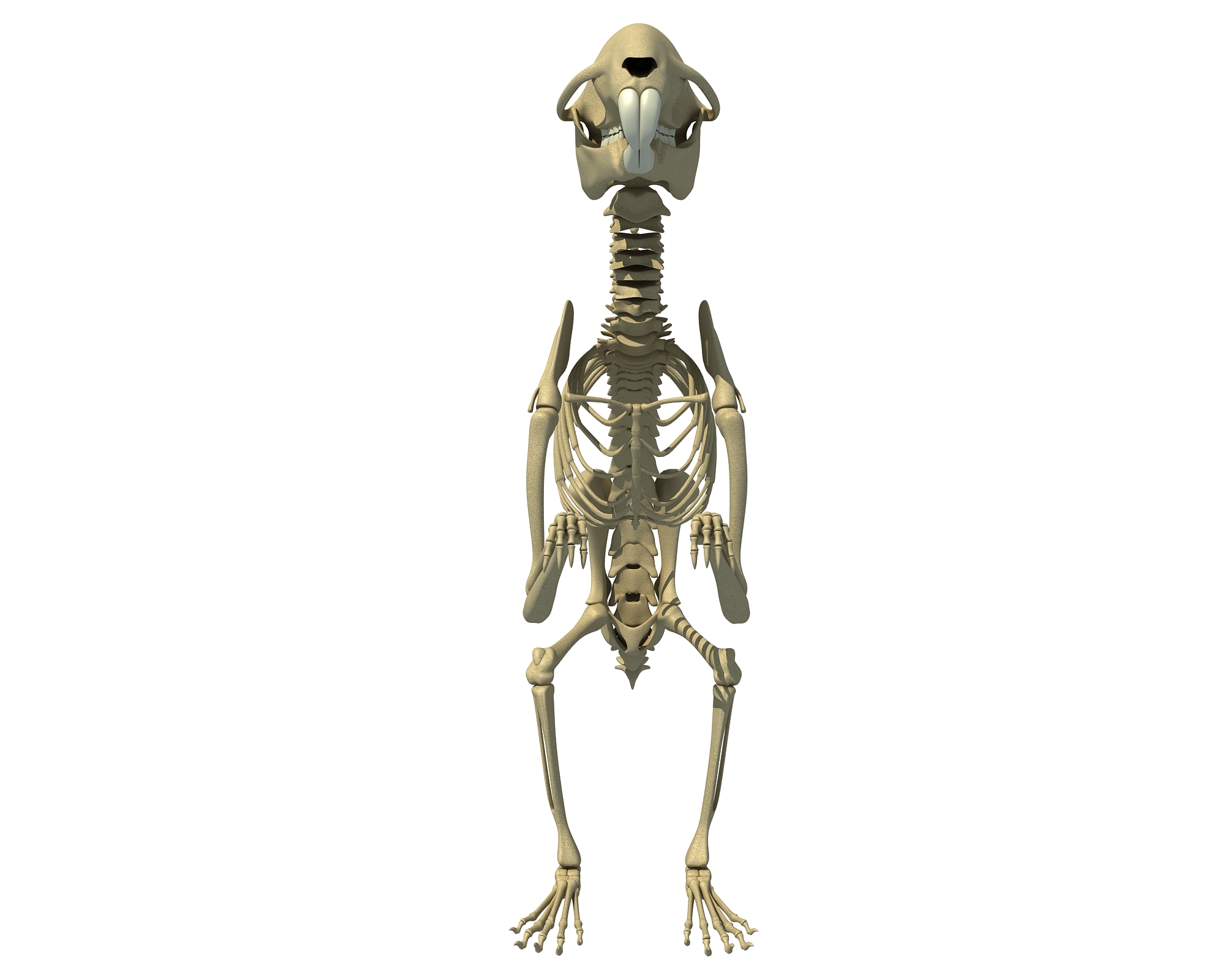 max squirrel skeleton