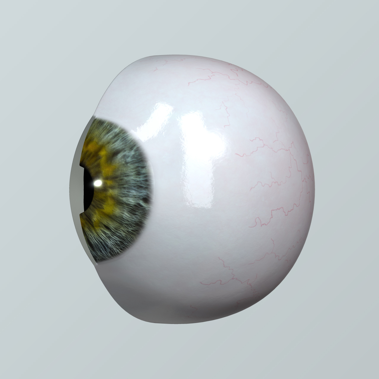max human eye anatomy