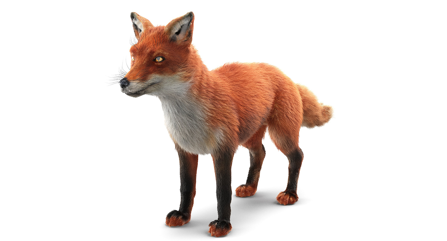 fox ornatrix zbrush 3d model