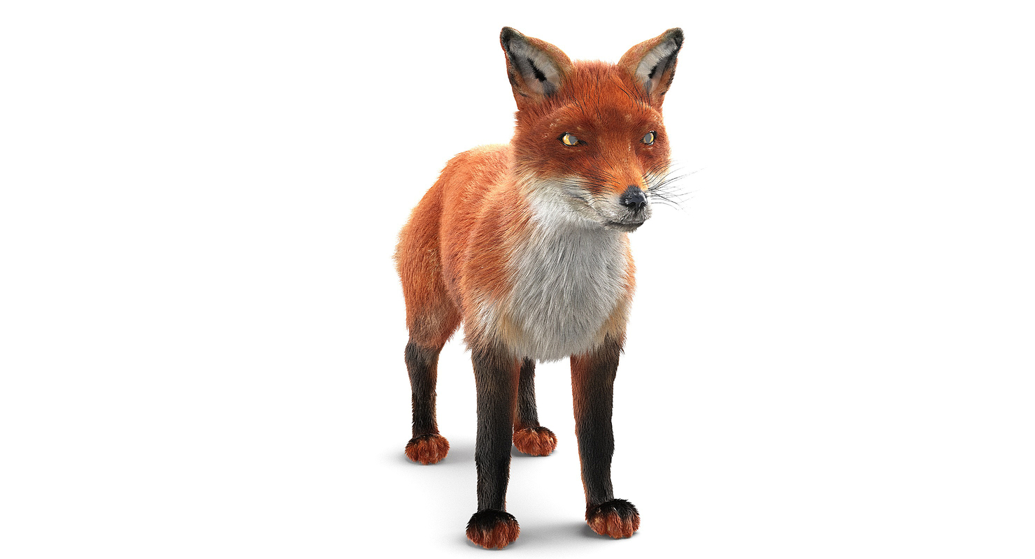 fox ornatrix zbrush 3d model