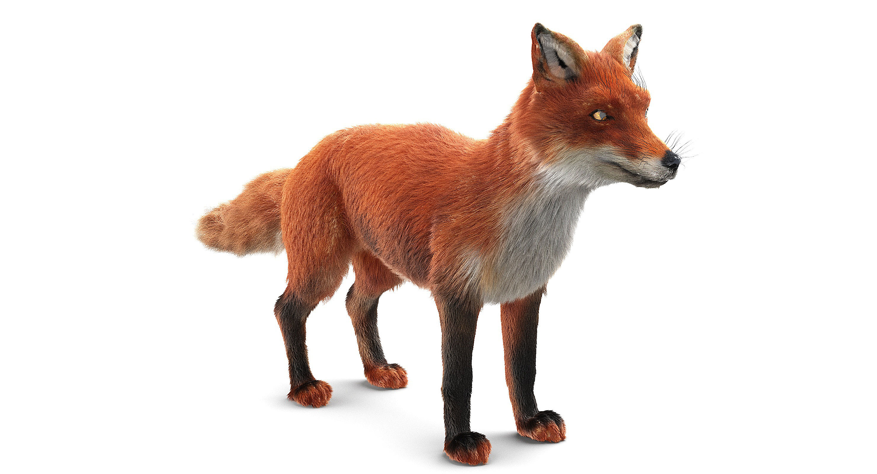fox ornatrix zbrush 3d model