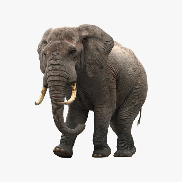 Animal 3D Models for Download | TurboSquid
