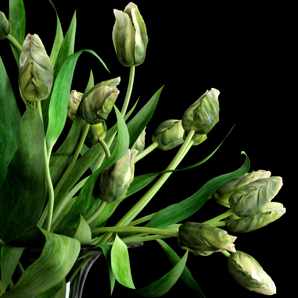 3d realistic green parrot tulips