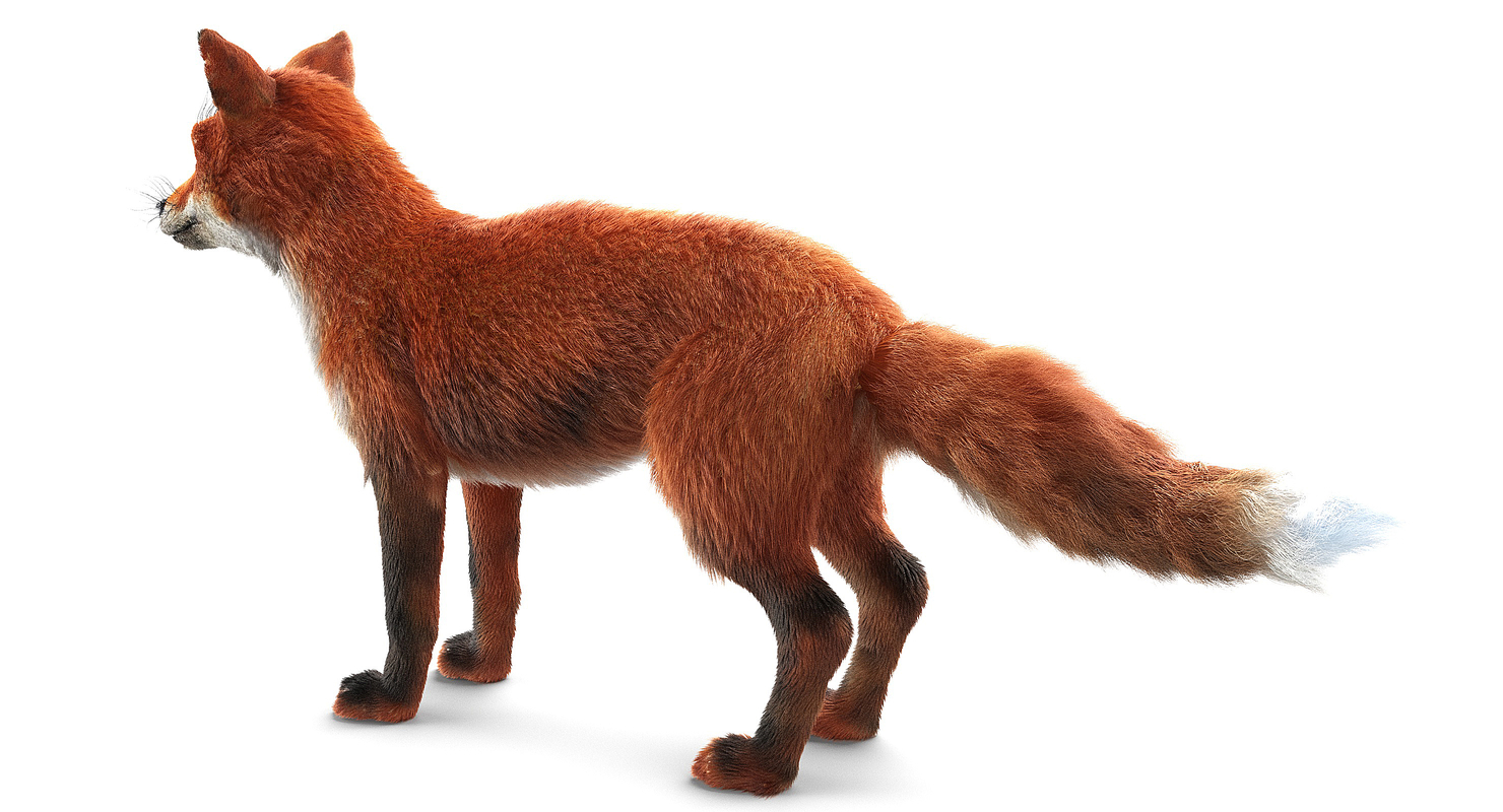 fox ornatrix zbrush 3d model