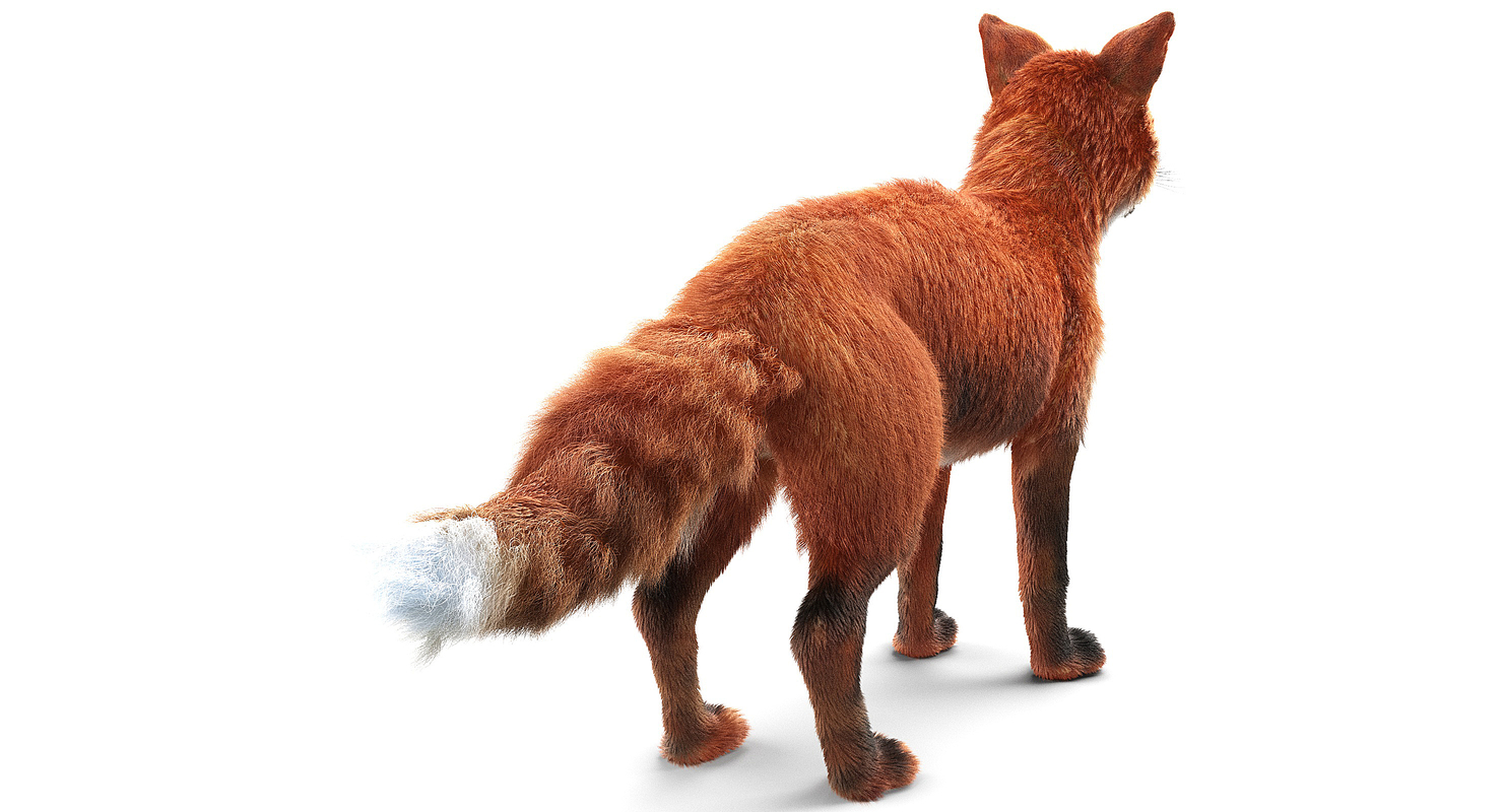 fox ornatrix zbrush 3d model