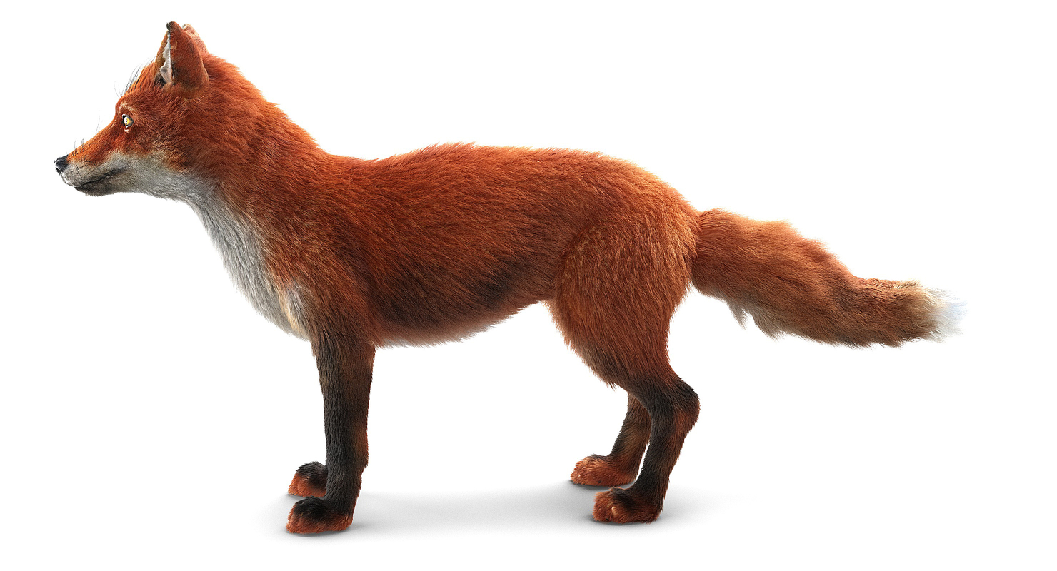 fox ornatrix zbrush 3d model