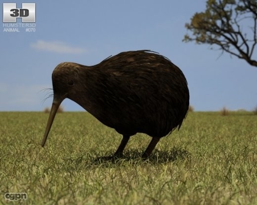 Kiwi Bird 3D Models for Download | TurboSquid