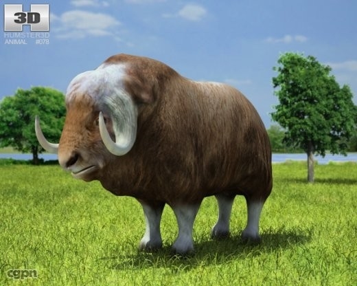 Musk Ox 3D Models for Download | TurboSquid