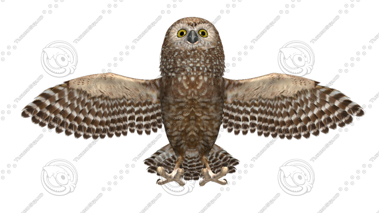 3d model of owl beak feather