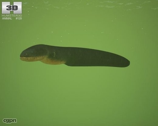 Eel 3D Models for Download | TurboSquid