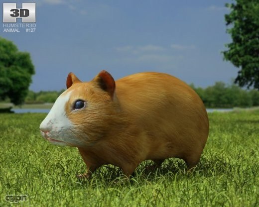 3D Hamster Models | TurboSquid