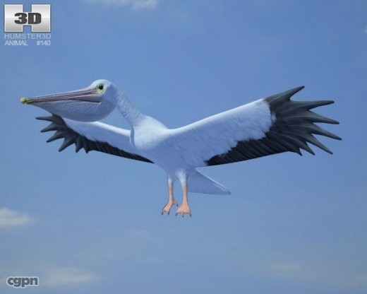 Pelican 3D Models for Download | TurboSquid